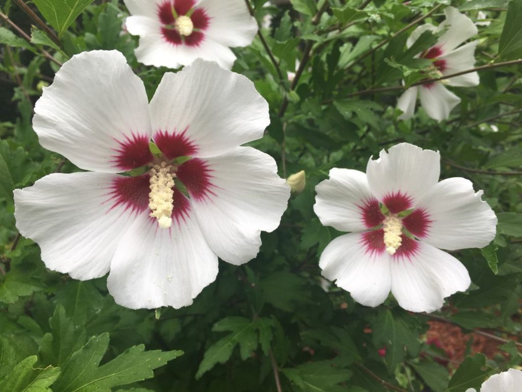 Spirit Is the Real and Eternal – Eudaimonia